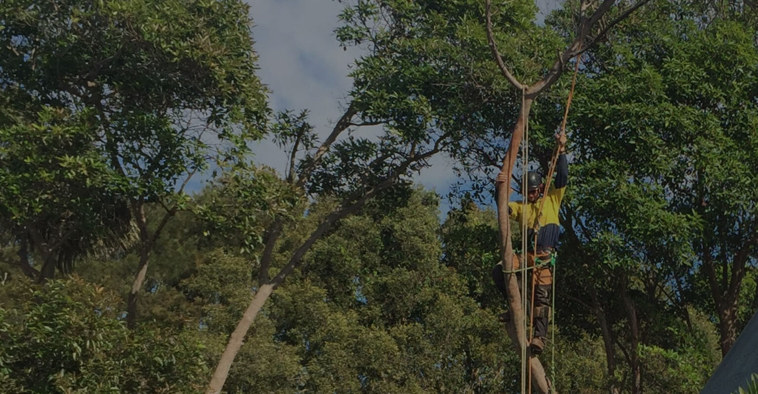 Consulting Arborist Hobart | Tree Services | Total Tree Management